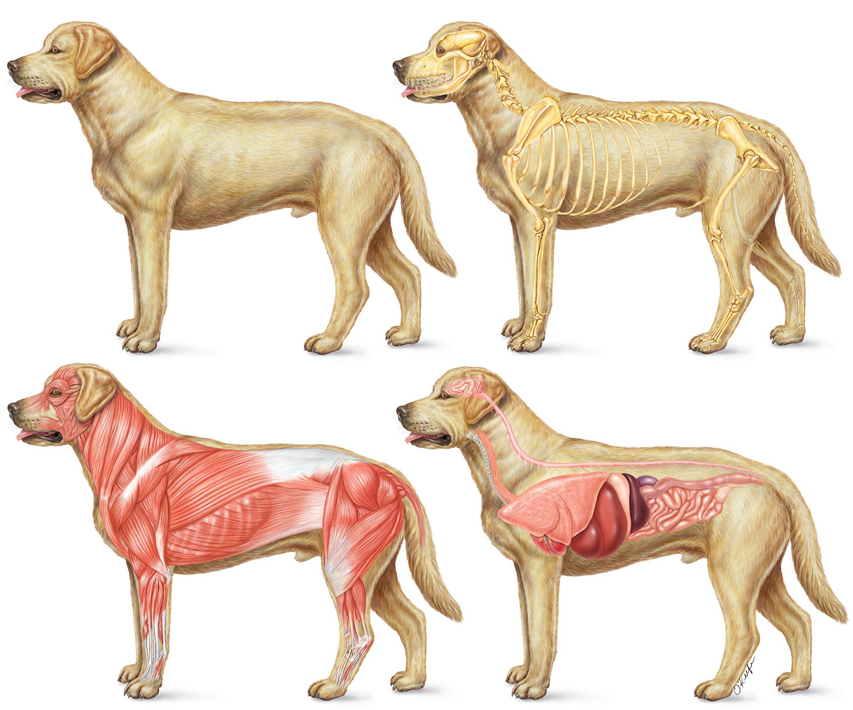 Dog Neck Anatomy Dog Neck Anatomy