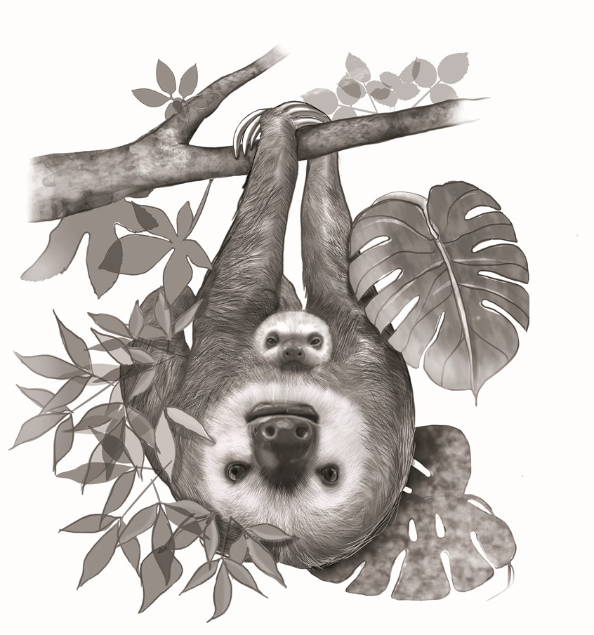 Sloth Illustration by Bonnie Hofkin | Medical Illustration & Animation