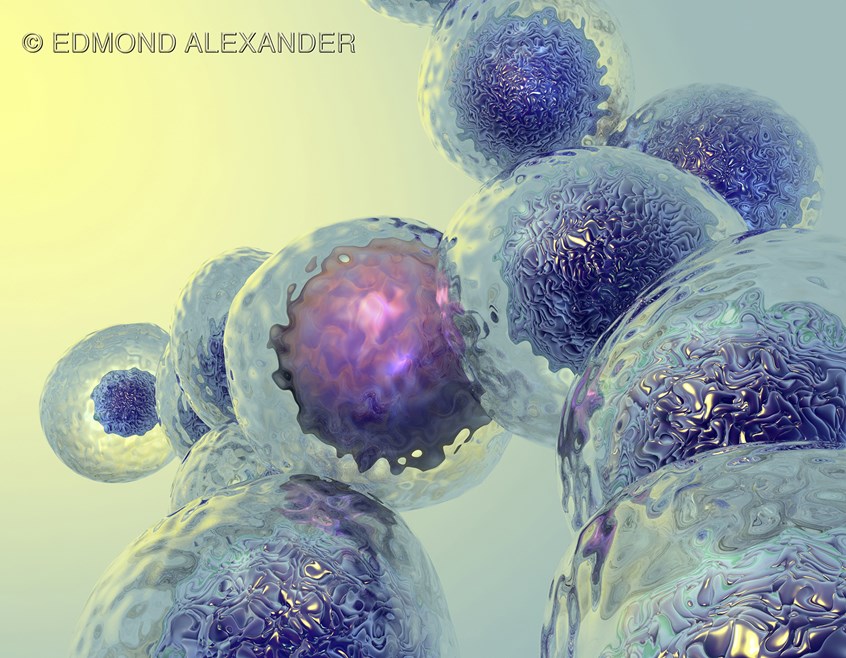 White Blood Cells Illustration by Edmond Alexander | Medical ...