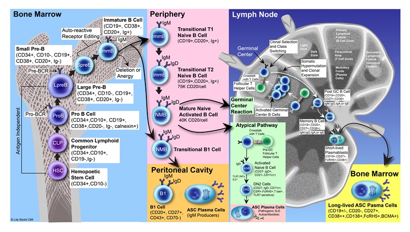 B Cell Development Illustration by Lila Strohl | Medical Illustration ...