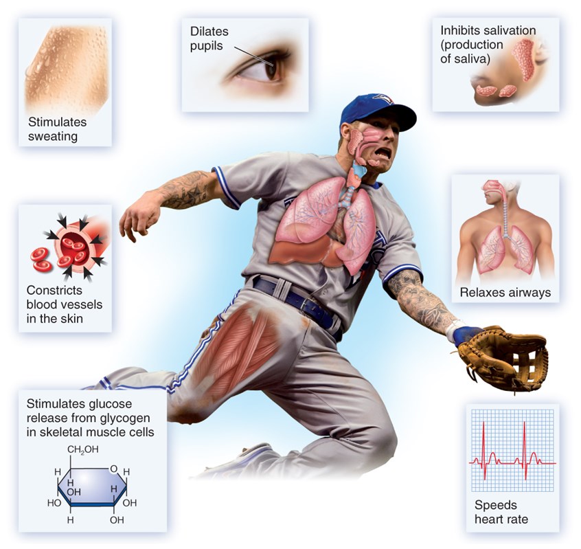 Fitness and the Effects on the Body Illustration by Lightbox Visual ...