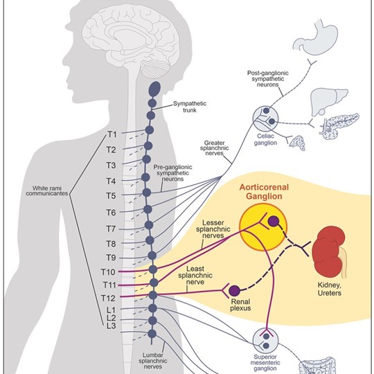 Neurocardiology Interventions for Arrhythmia Manag Illustration by Tina ...