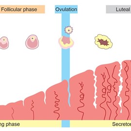 Ovarian Cycle Illustration by Tina Pavlatos | Medical Illustration ...