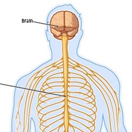 Cerebral Aneurysm Treatment Illustration by Novie Studio | Medical ...