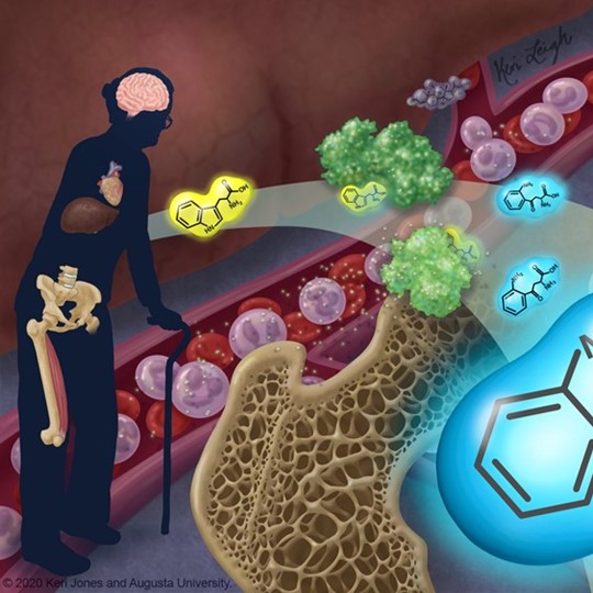 Anatomy of the Male Perineum Illustration by Keri Leigh Biomedical ...