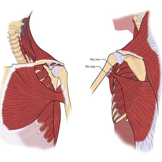 Female Pectoral Anatomy Illustration by Kryski Biomedia | Medical ...
