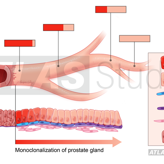 Histology of the mouse prostatic duct Illustration by ATLAS Studios ...