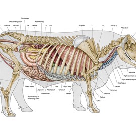 Skeleton of an ox Illustration by Karin Spijker | Medical Illustration ...