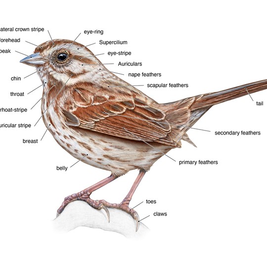 Skeleton of a Song Sparrow Illustration by Karin Spijker | Medical ...