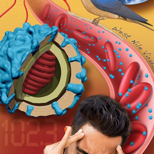 Mark M. Miller - Medical Illustration & Animation | Kansas City