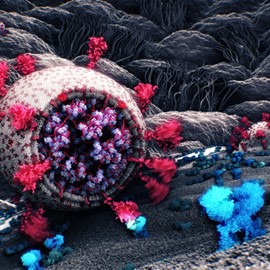 Inside of SARS-CoV-2 Illustration by Nanographics | Medical ...