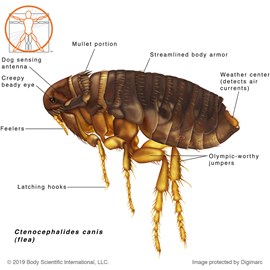 Search Results :: Medical Illustration and Animation